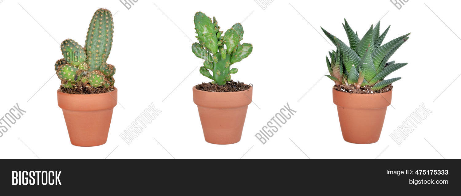Three Small Cactus Image & Photo (Free Trial) | Bigstock