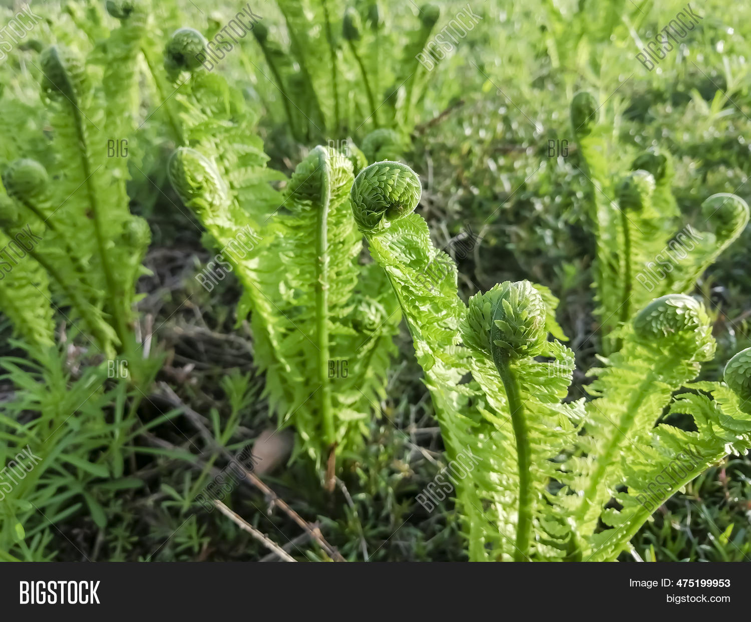 Young Fern Grows Early Image & Photo (Free Trial) | Bigstock