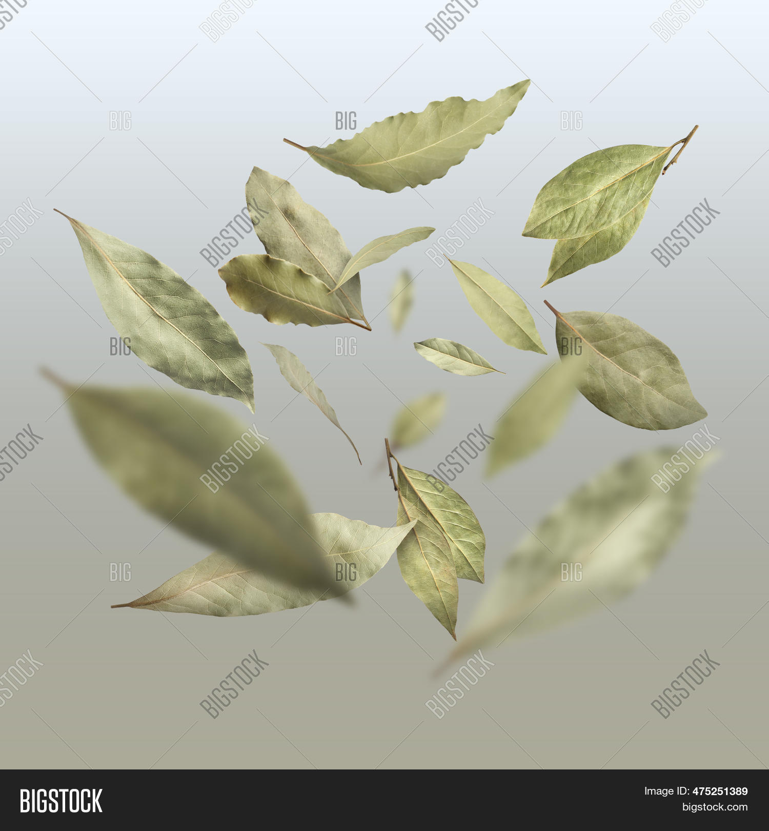 Dry Bay Leaves Falling Image & Photo (Free Trial) | Bigstock