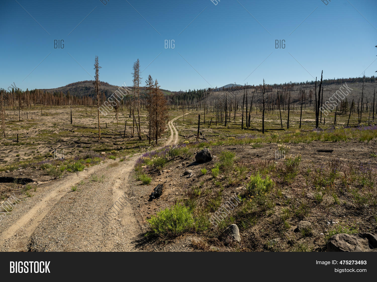 Two Track Trail Nobels Image & Photo (Free Trial) | Bigstock