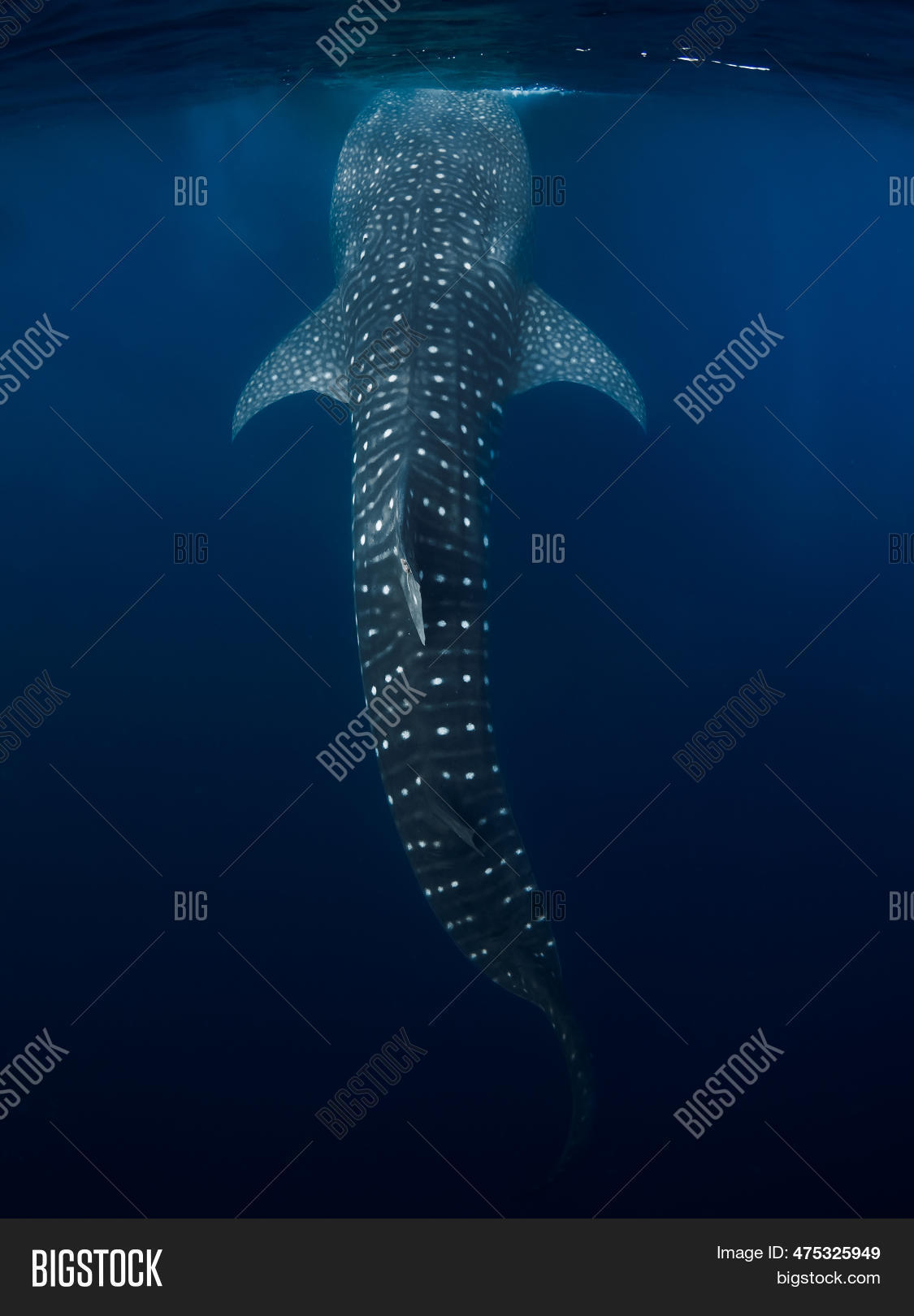Whale Shark Blue Ocean Image & Photo (Free Trial) | Bigstock