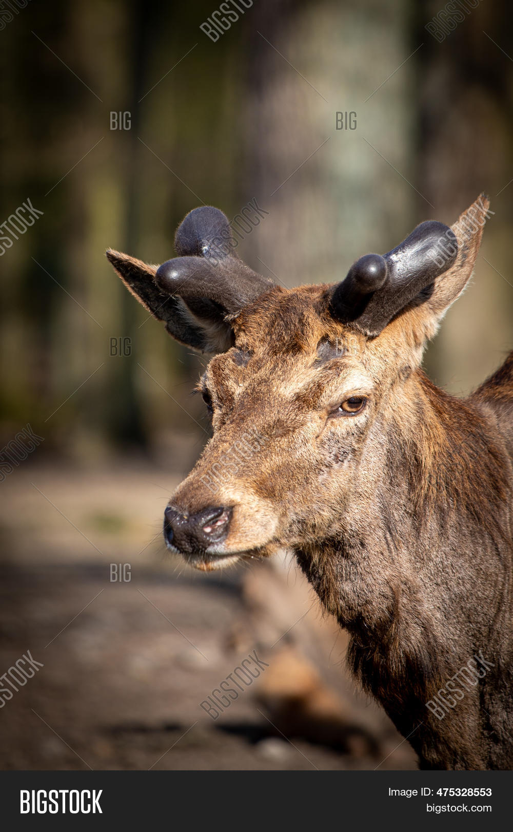 Young Buck Red Deer Image & Photo (Free Trial) | Bigstock