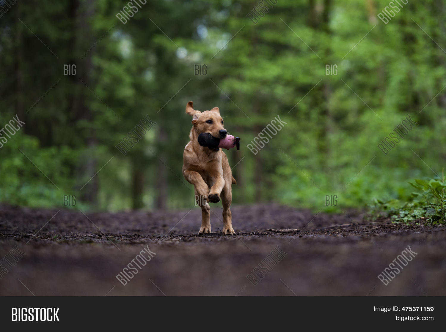 Young Golden Labrador Image & Photo (Free Trial) | Bigstock