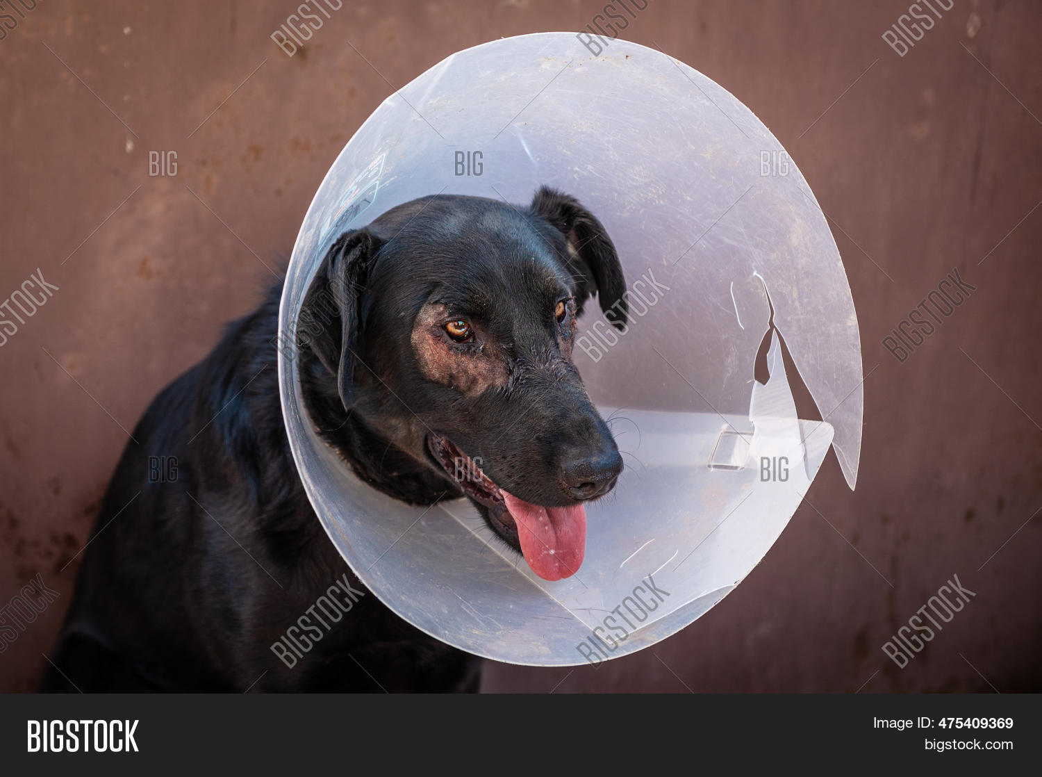 Dog Post-op Cone. Dog Image & Photo (Free Trial) | Bigstock