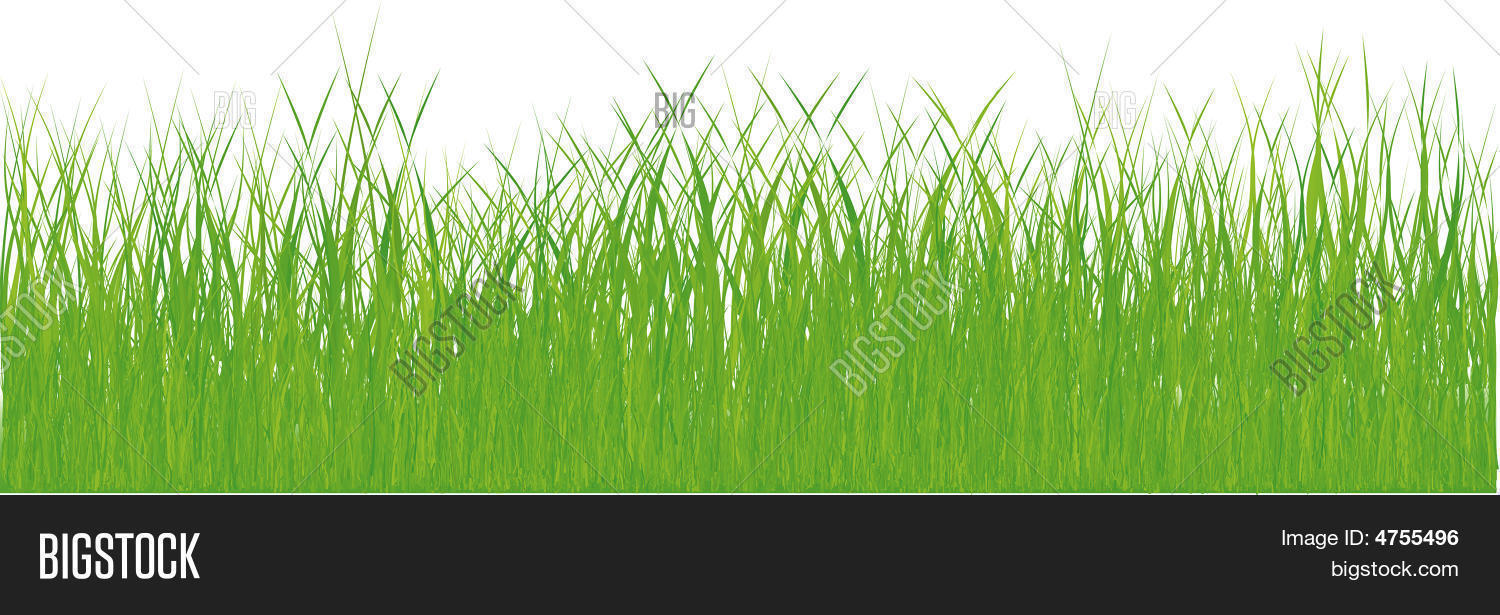 Blades Grass Vector & Photo (Free Trial) | Bigstock