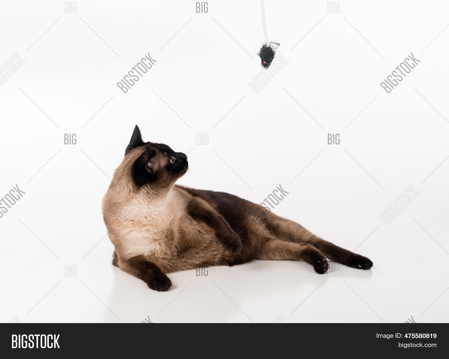 Siamese Cat. Studio Image & Photo (Free Trial) | Bigstock
