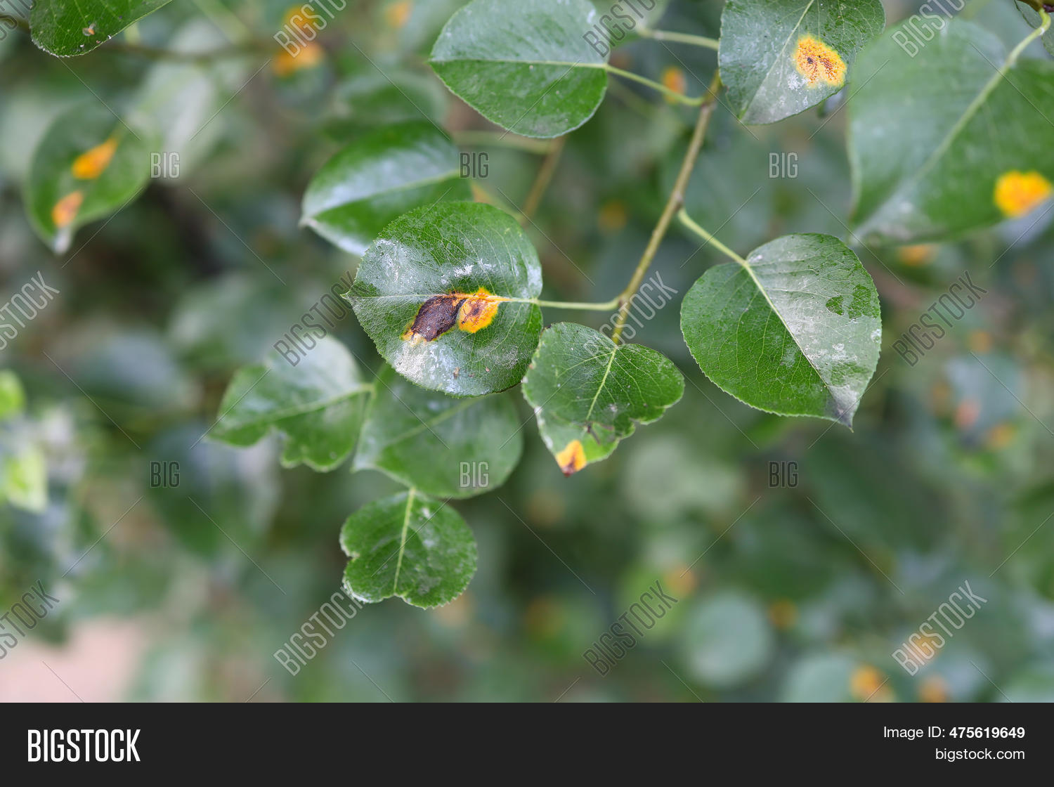 Disease Pear Trees Image & Photo (Free Trial) | Bigstock
