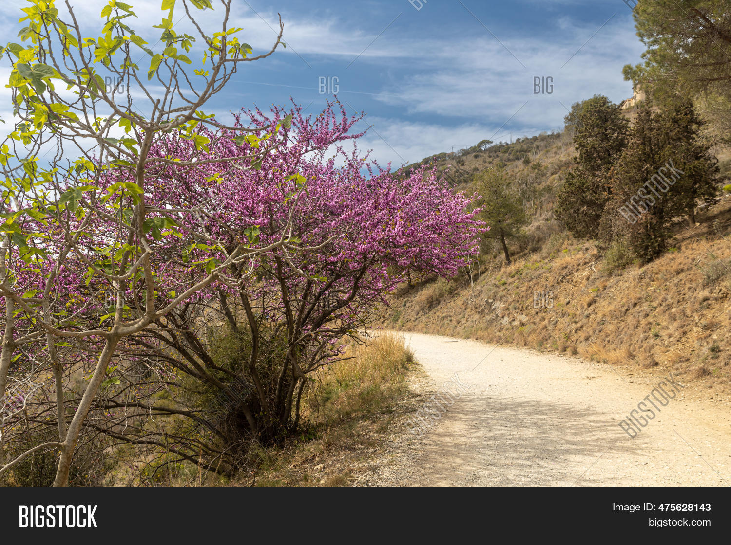 Landscape Cercis Image & Photo (Free Trial) | Bigstock