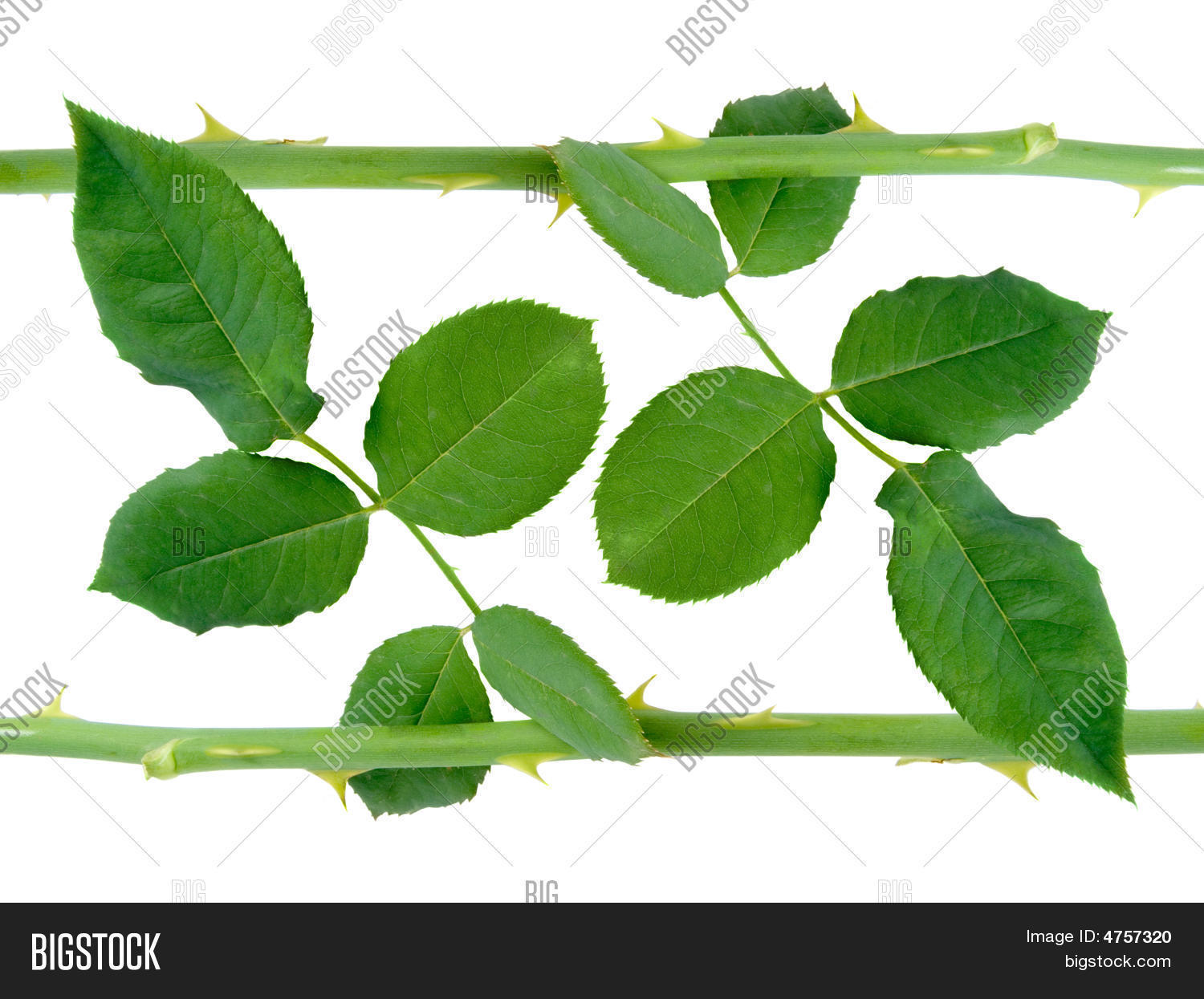 Stalk Rose Prickles Image & Photo (Free Trial) | Bigstock