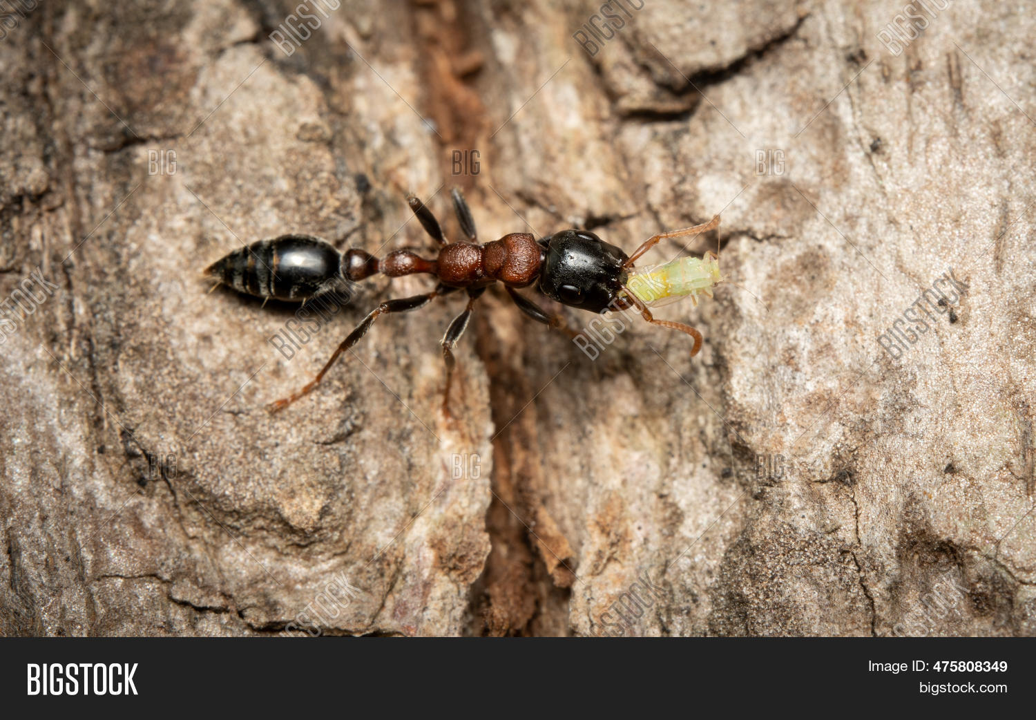 Arboreal Bicolored Image & Photo (Free Trial) | Bigstock