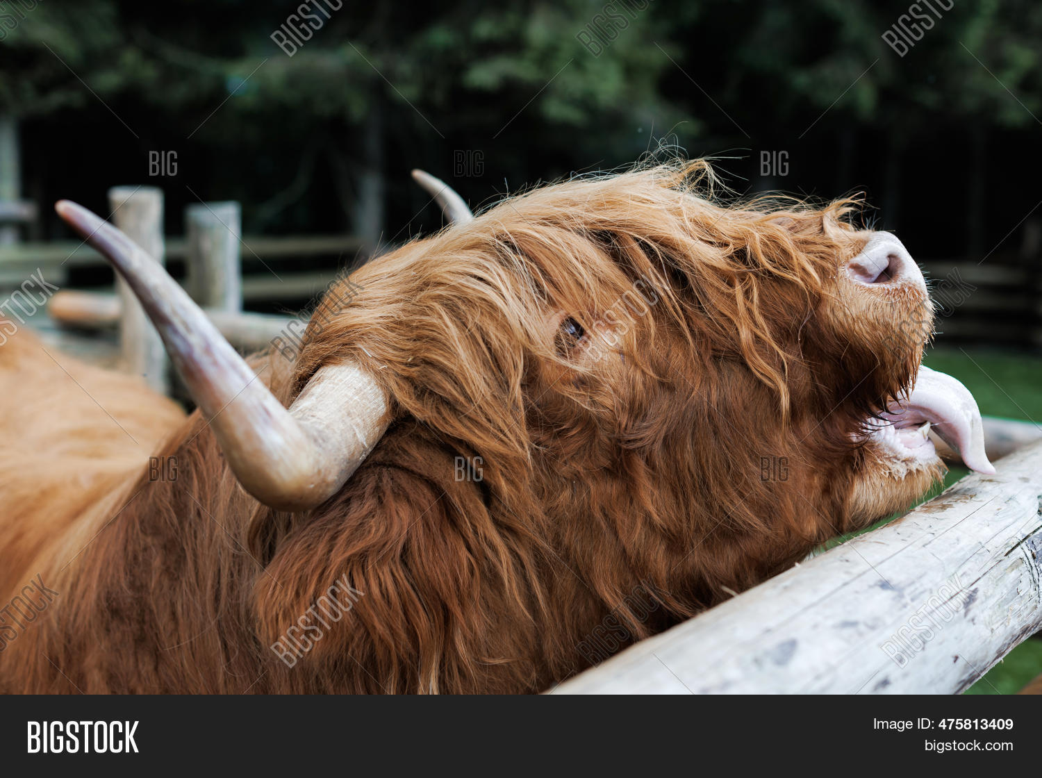 Scottish Highland Bull Image & Photo (Free Trial) | Bigstock