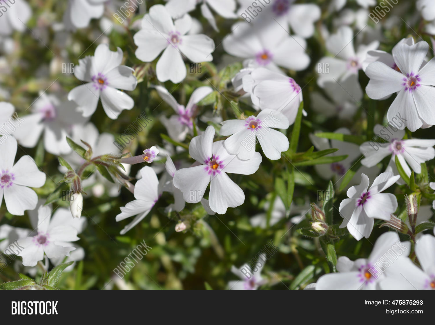 Amazing Grace Creeping Image & Photo (Free Trial) | Bigstock