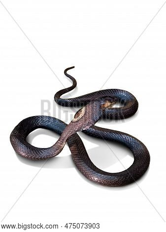 Cobra. Dead Venomous Image & Photo (Free Trial) | Bigstock