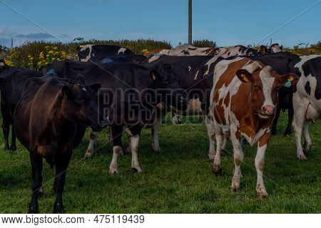 Few Hornless Cows Image & Photo (Free Trial) | Bigstock