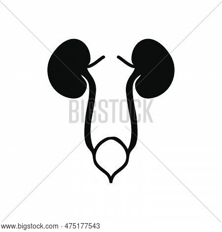 Human Urinary System Vector & Photo (Free Trial) | Bigstock
