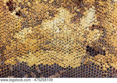 HONEY Images, Illustrations & Vectors (Free) - Bigstock