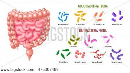 Human Colon Bacterial Vector & Photo (Free Trial) | Bigstock