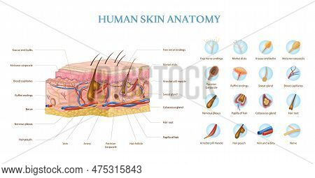 Human Skin Anatomy Vector & Photo (Free Trial) | Bigstock