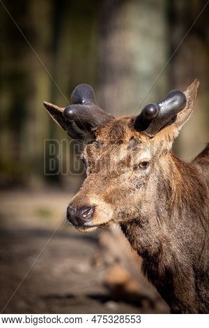 Young Buck Red Deer Image & Photo (Free Trial) | Bigstock