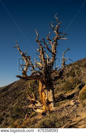 Bristlecone Pine Tree Image & Photo (Free Trial) | Bigstock