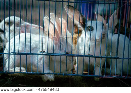 Rabbits Cage Looking Image & Photo (Free Trial) | Bigstock
