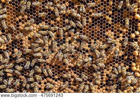 HONEY Images, Illustrations & Vectors (Free) - Bigstock