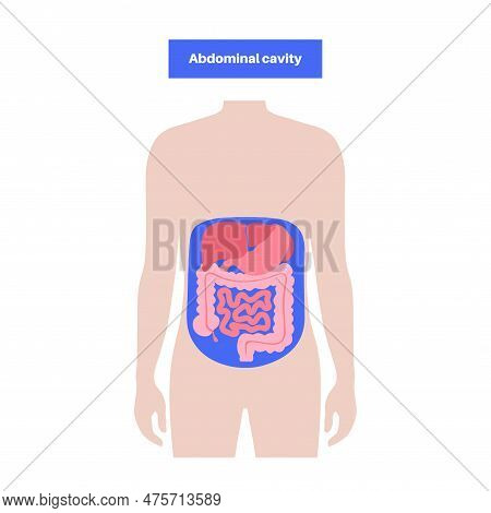 Abdominal Body Cavity Vector & Photo (Free Trial) | Bigstock