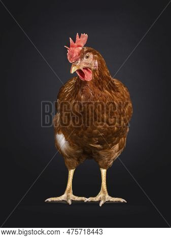 Brown Hen Aka Female Image & Photo (Free Trial) | Bigstock