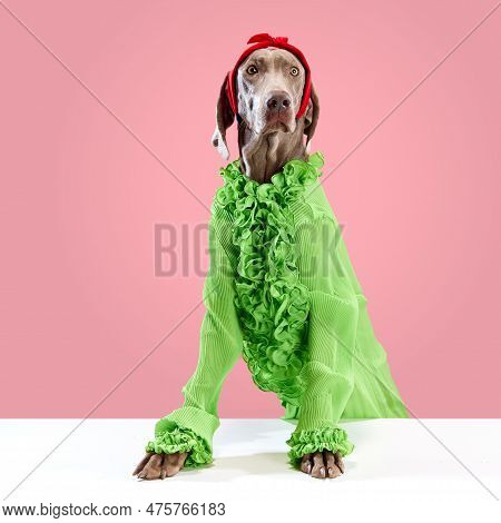 Weimaraner In Clothes