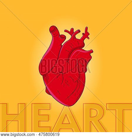 Red Human Heart Vector & Photo (Free Trial) | Bigstock