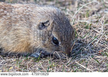 Long-tailed Gopher Image & Photo (Free Trial) | Bigstock