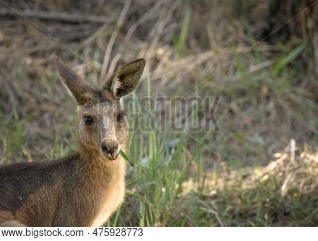 Kangaroo Face Side View