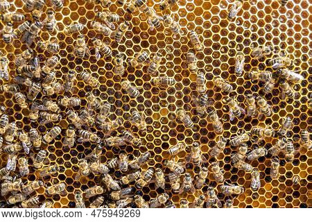 HONEY Images, Illustrations & Vectors (Free) - Bigstock