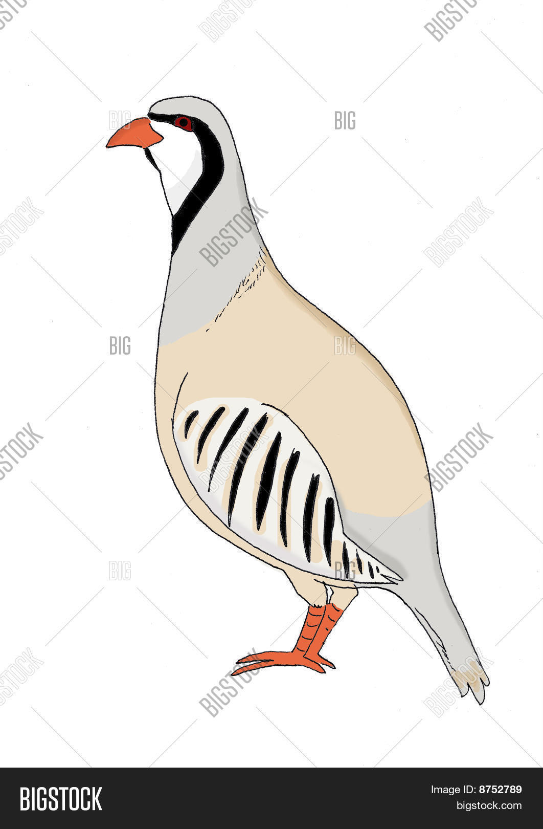 Chukar Partridge Drawing