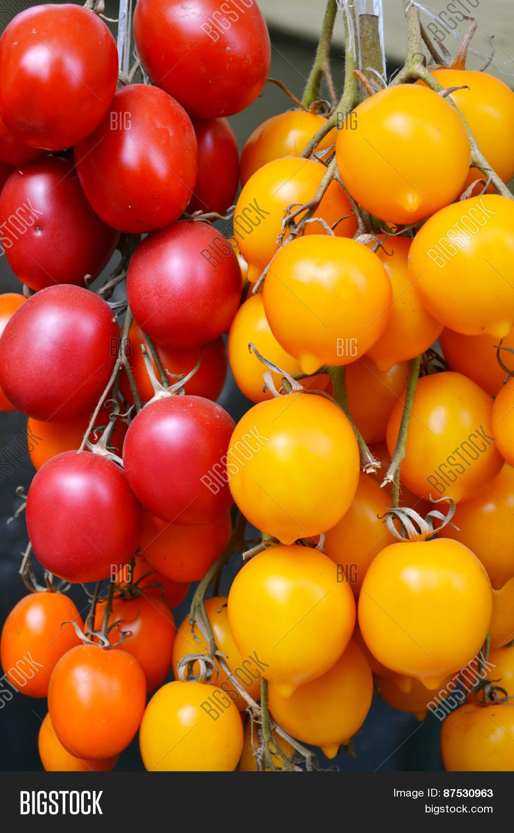 Big Red Tomatoes Image & Photo (Free Trial) | Bigstock