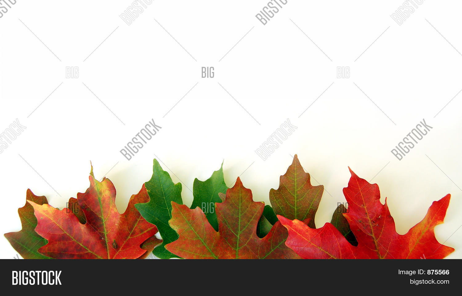 Fall Leaf Edge Image & Photo (Free Trial) | Bigstock