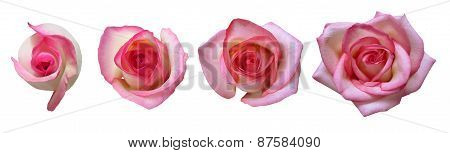 Rose Growth Stages Image & Photo (Free Trial) | Bigstock