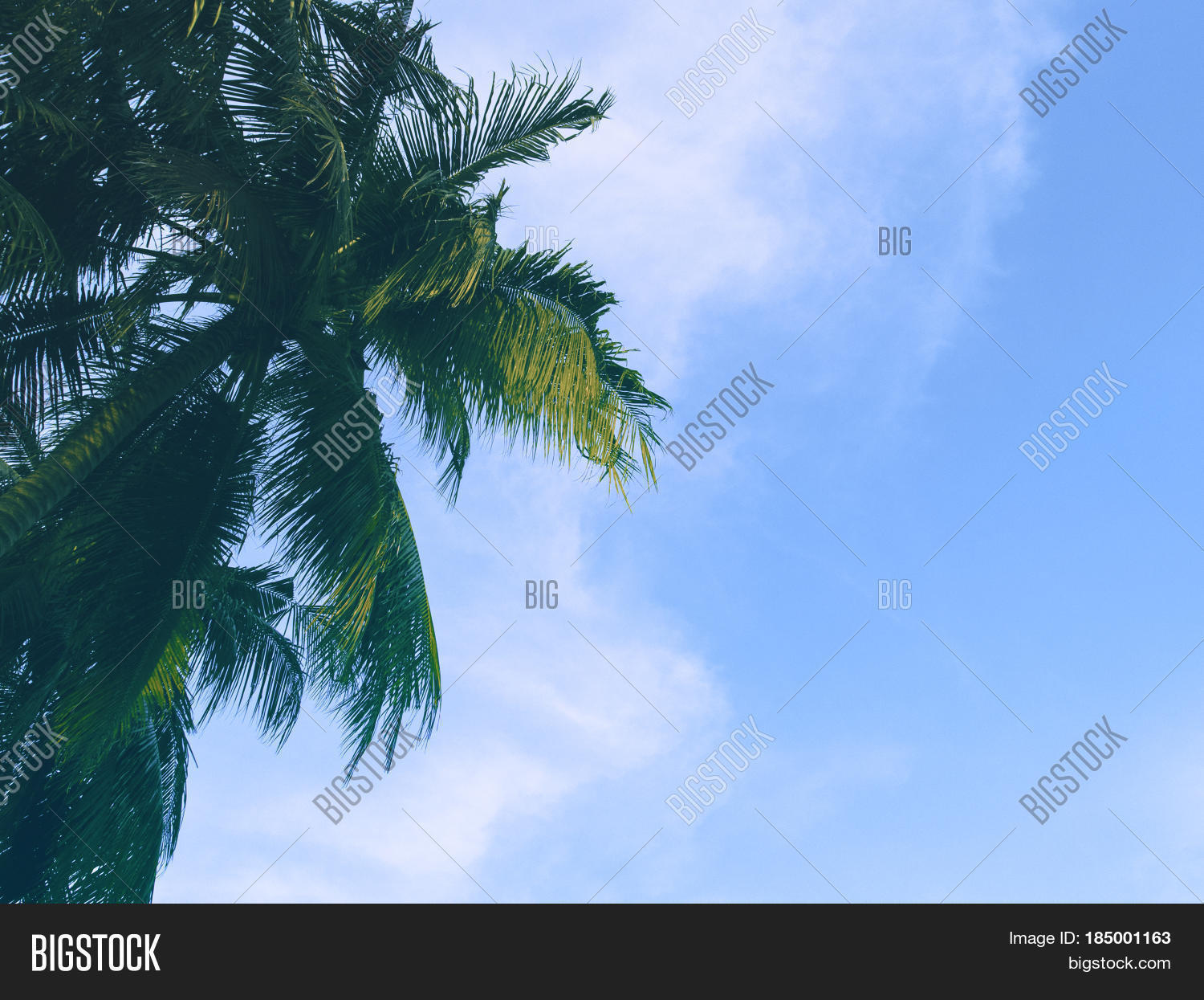 Palm Tree Crown Green Image & Photo (Free Trial) | Bigstock