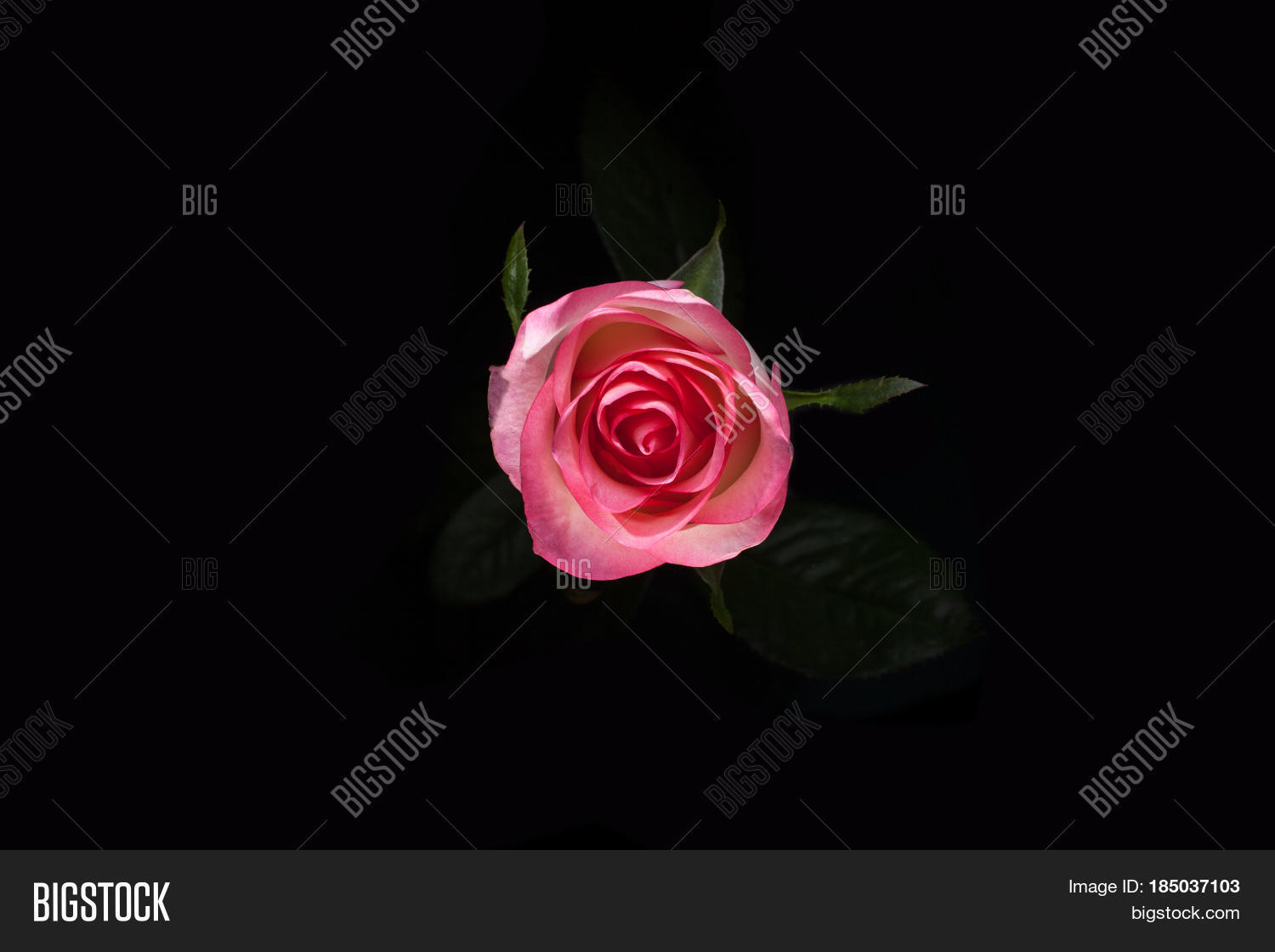 Bird Eye View White Image & Photo (Free Trial) | Bigstock