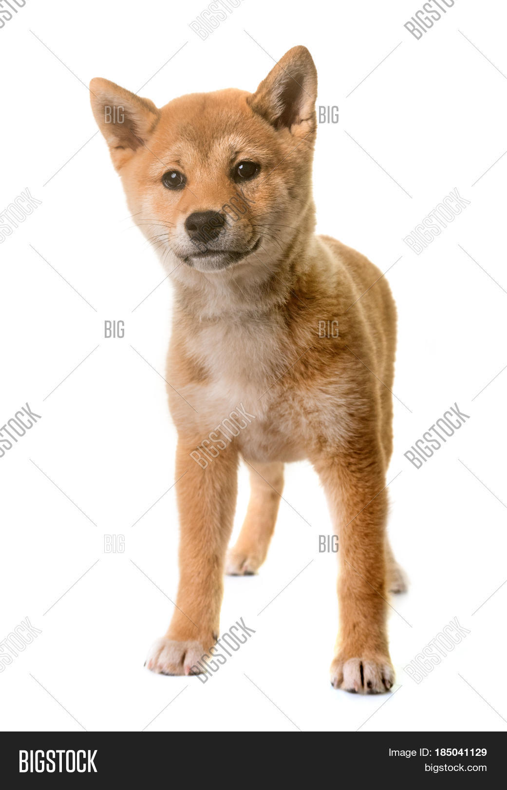 Puppy Shiba Inu Front Image & Photo (Free Trial) | Bigstock