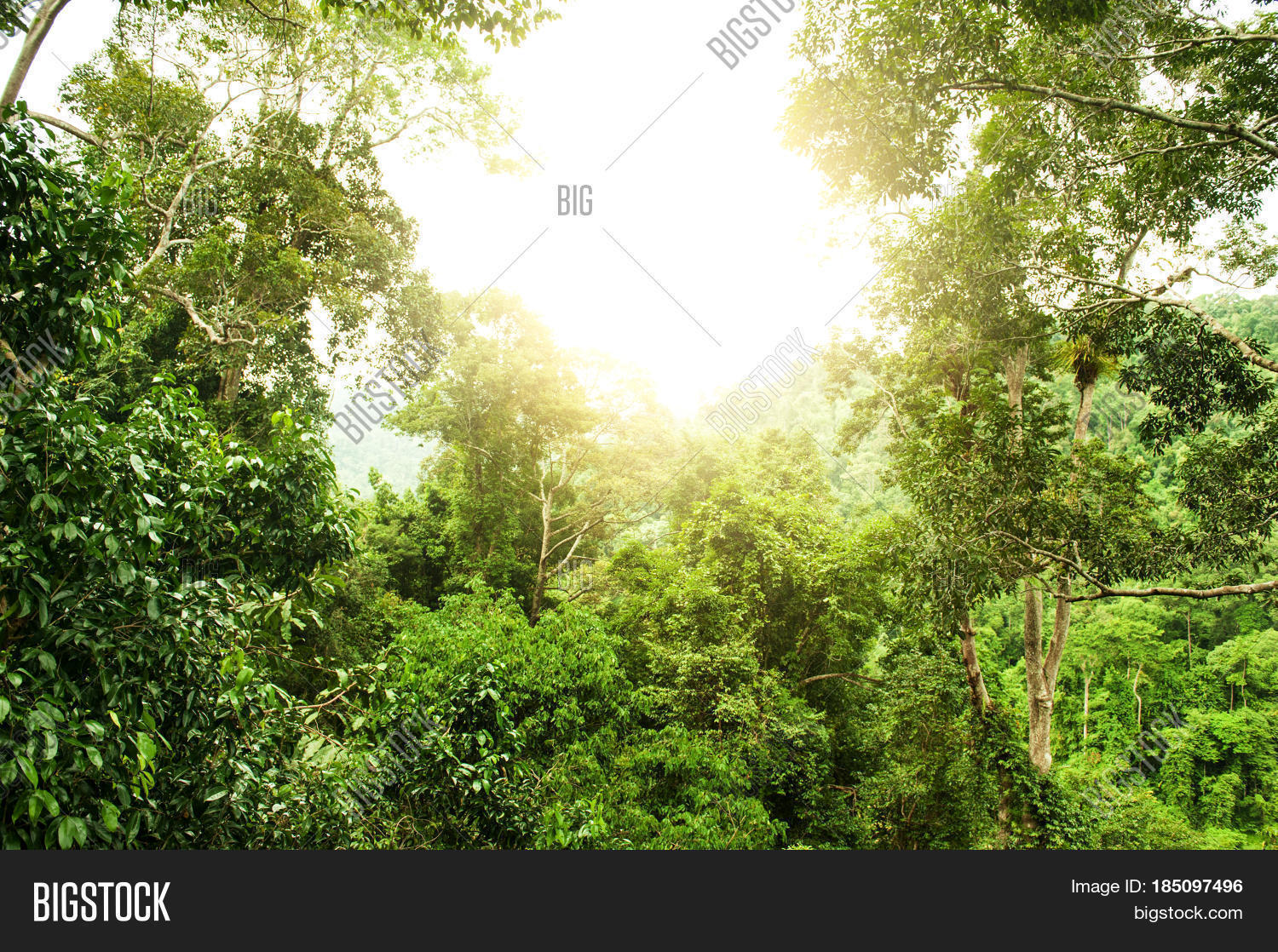 Tropical Rainforest Image & Photo (Free Trial) | Bigstock