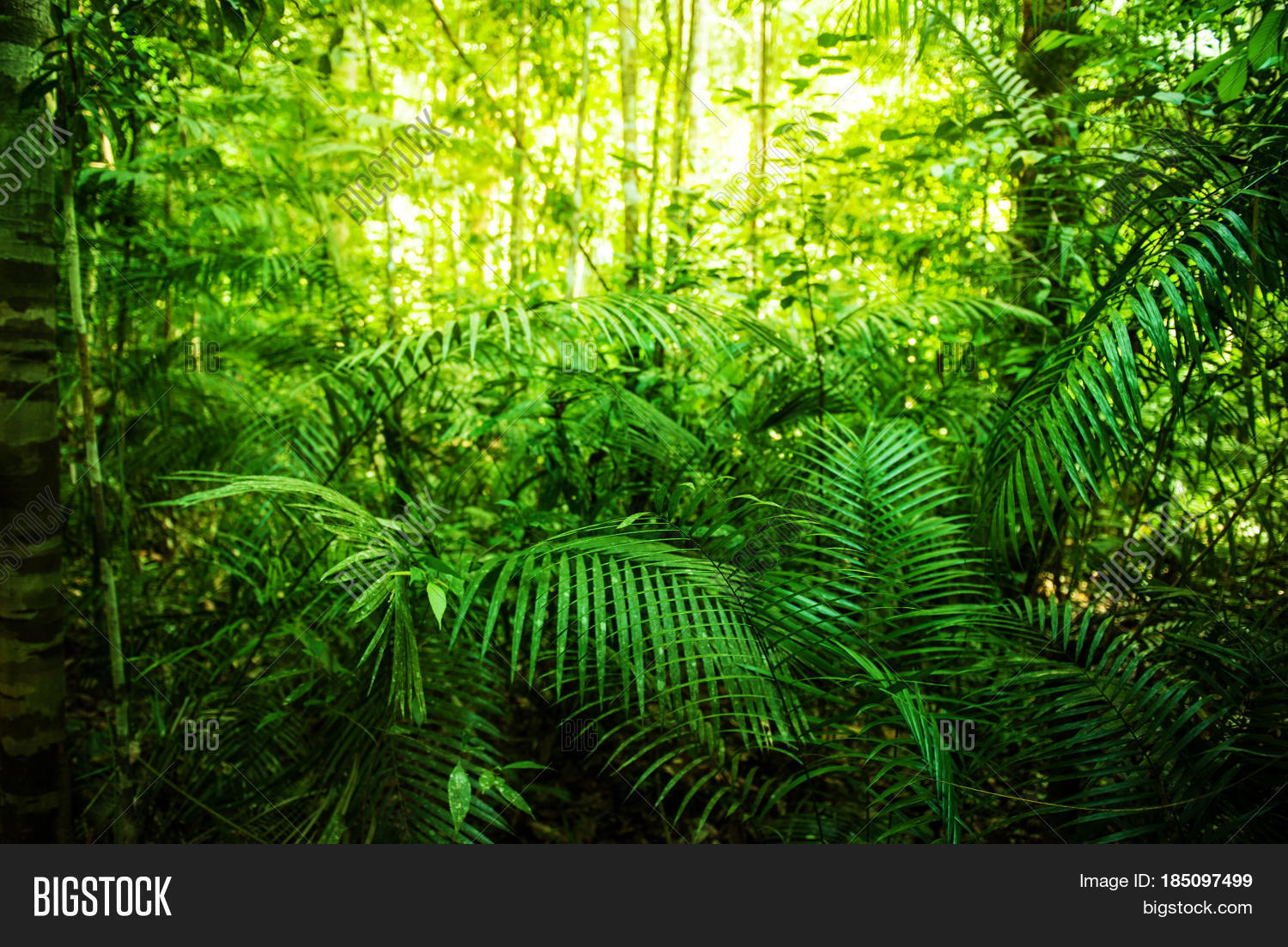 Tropical Green Forest Image & Photo (Free Trial) | Bigstock