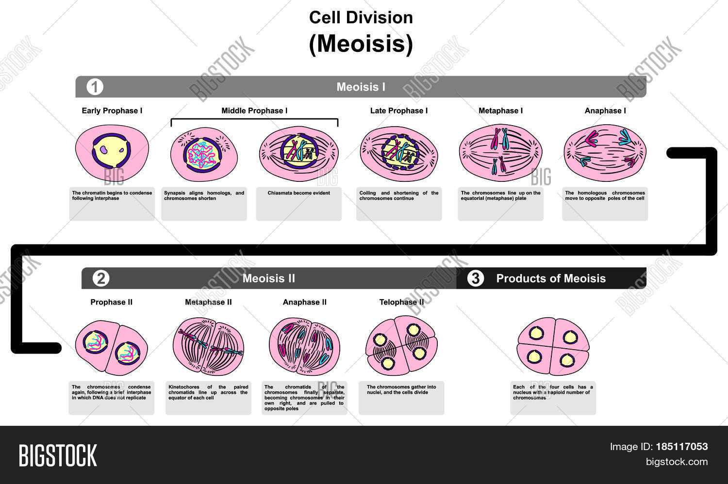 Cell Reproduction Diagram
