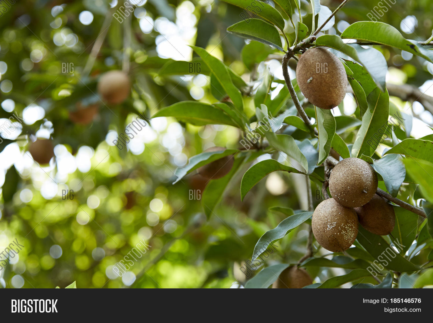 Sapodilla On Tree Image & Photo (Free Trial) | Bigstock