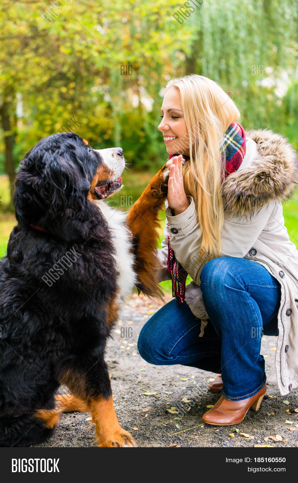 Dog Shaking Hands Paw Image & Photo (Free Trial) | Bigstock