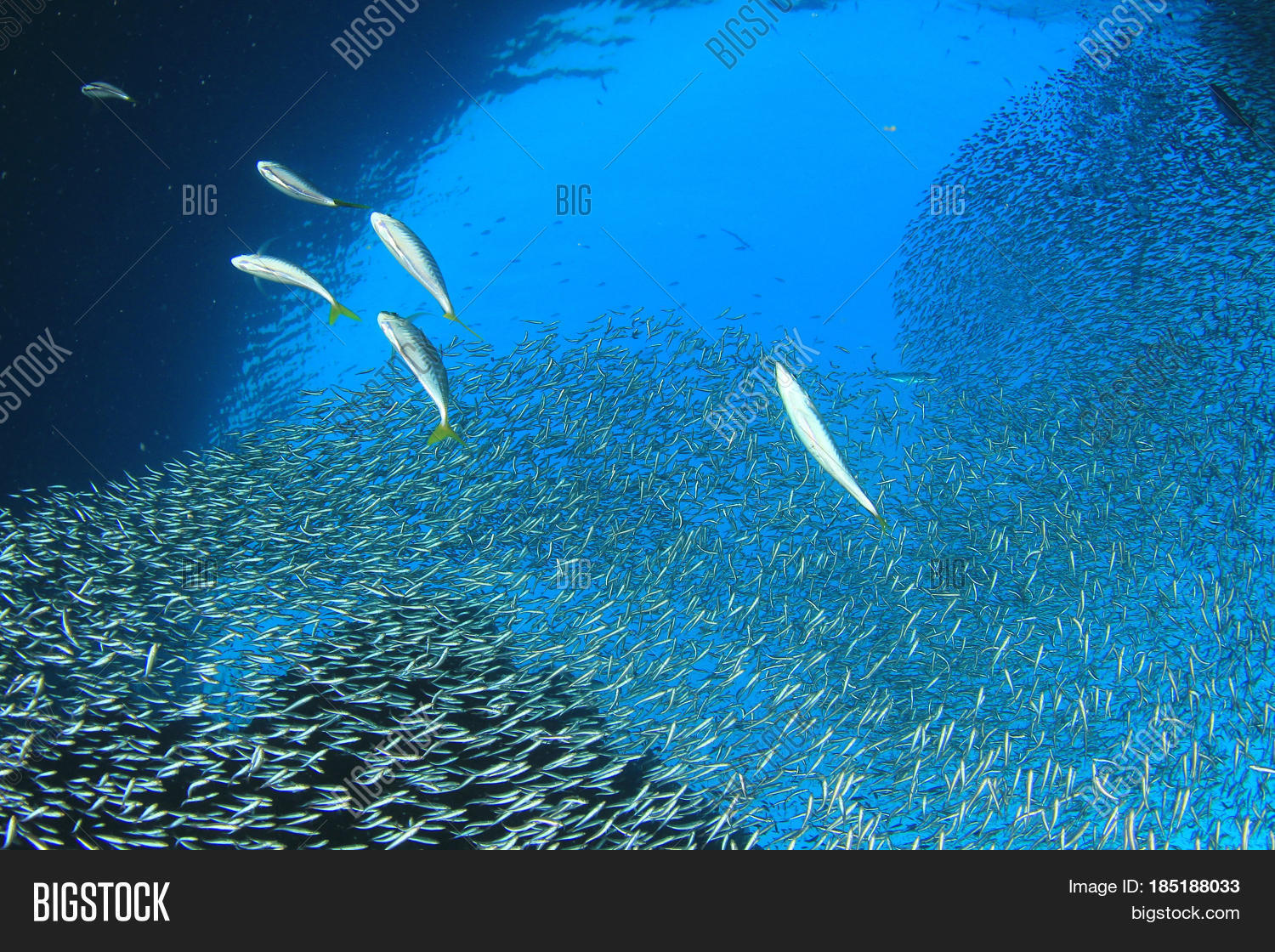 Tuna Fish Hunting Image & Photo (Free Trial) | Bigstock