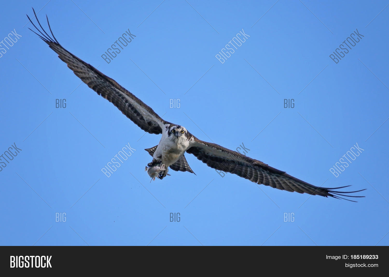 Osprey Fish Flying Image & Photo (Free Trial) | Bigstock