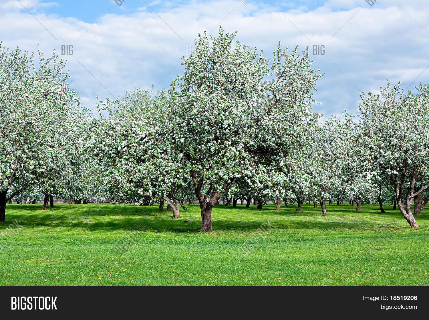 Blooming Apple Trees Image & Photo (Free Trial) | Bigstock