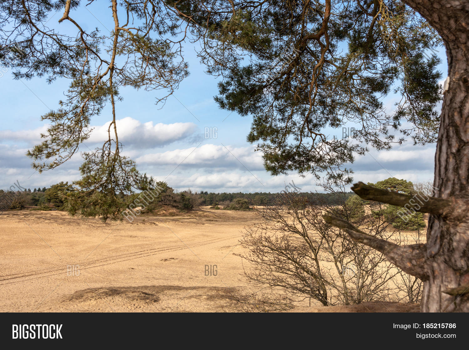Pine Trees Sand Dunes Image & Photo (Free Trial) | Bigstock
