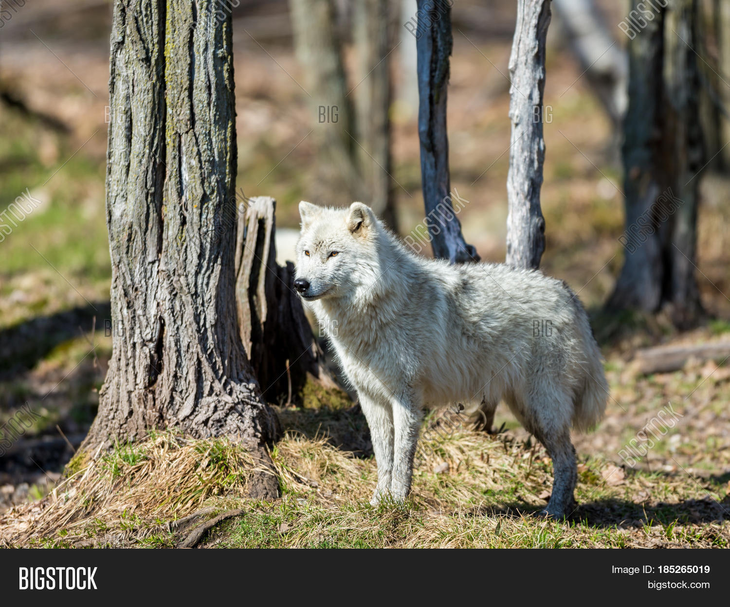 White Arctic Wolf Image & Photo (Free Trial) | Bigstock